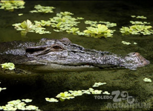 BCI – Block Communications Inc.